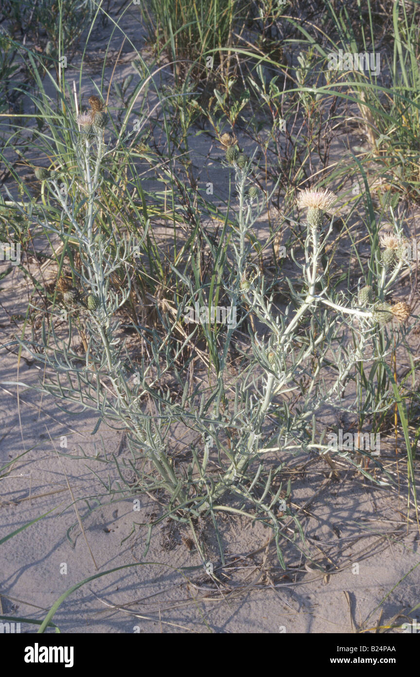 Pitcher's Thistle, Cirsium pitcheri Stock Photo - Alamy