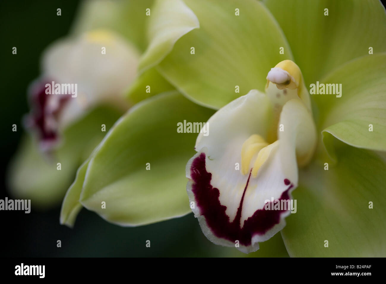 Purple cymbidium hi-res stock photography and images - Alamy
