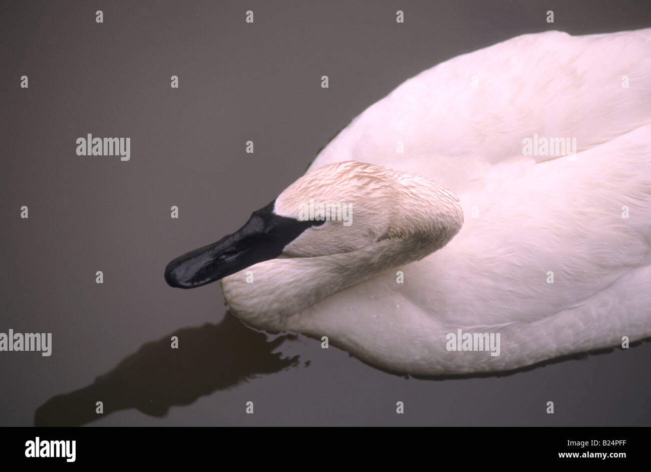 Trumpet of the swan hi-res stock photography and images - Alamy