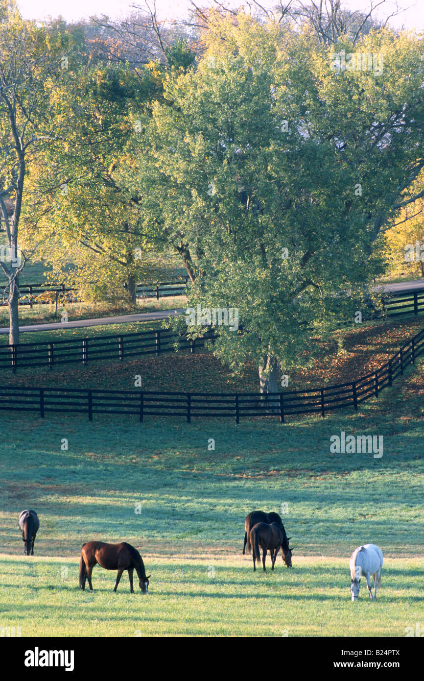 Thoroughbred horses at kentucky farm in morning at sunrise Stock Photo ...