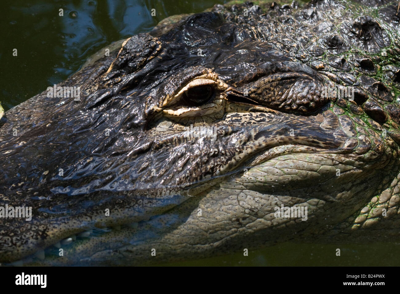 American Alligator closeup Stock Photo - Alamy