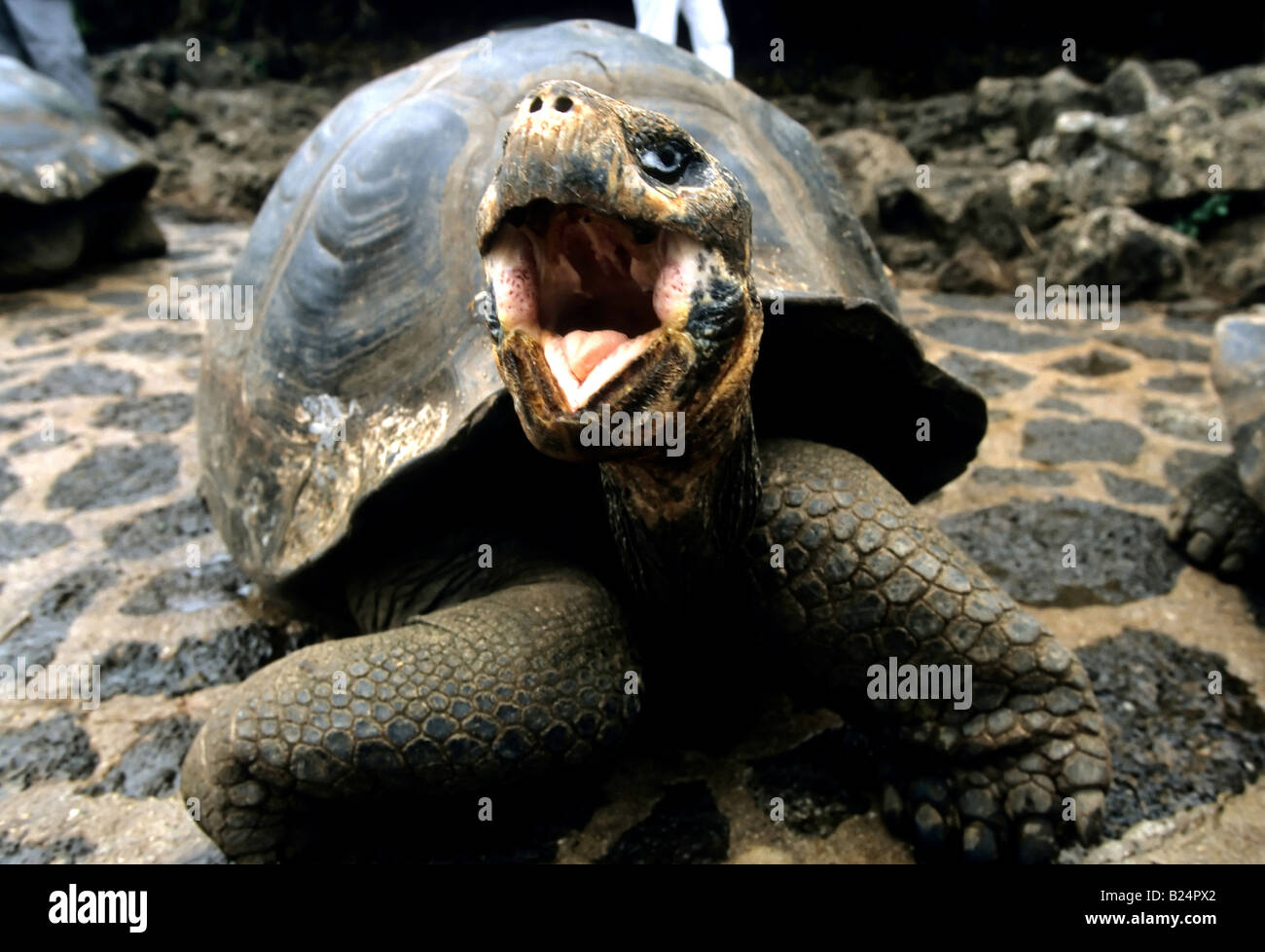 Aggressive tortoise hi-res stock photography and images - Alamy