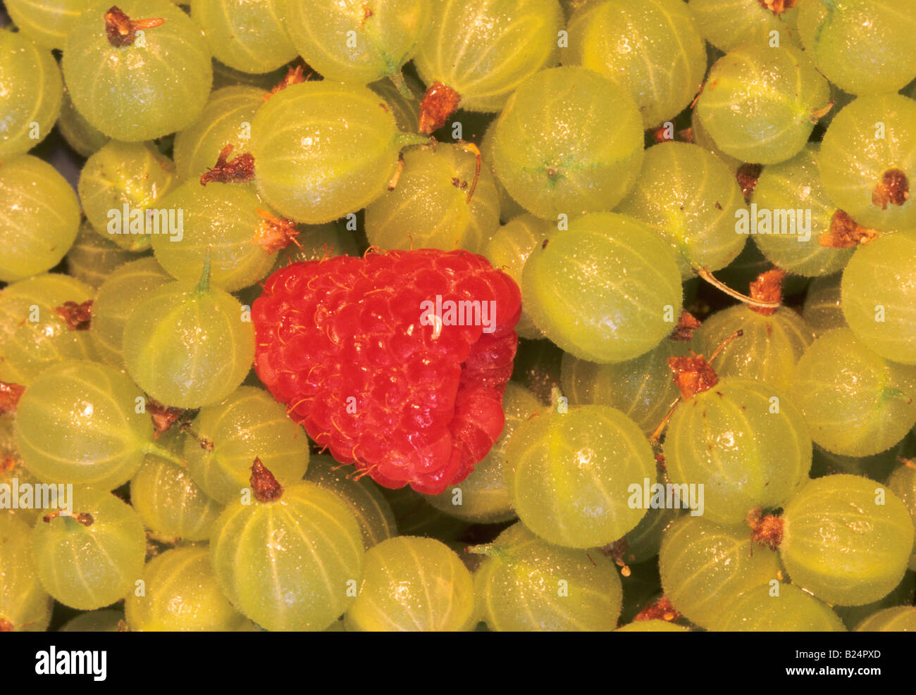 CLOSE UP SINGLE RASPBERRY ON GOOSEBERRIES Stock Photo - Alamy