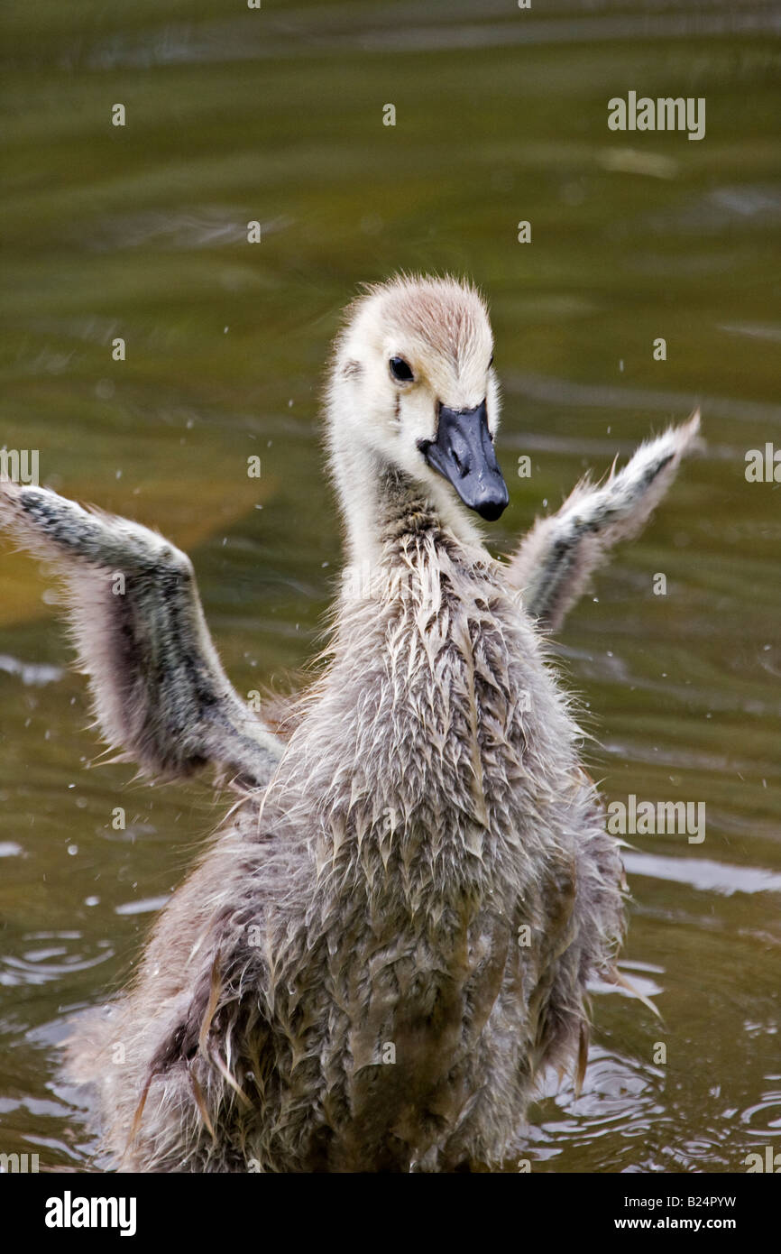 Canada Goose gosling flapping wings Stock Photo - Alamy