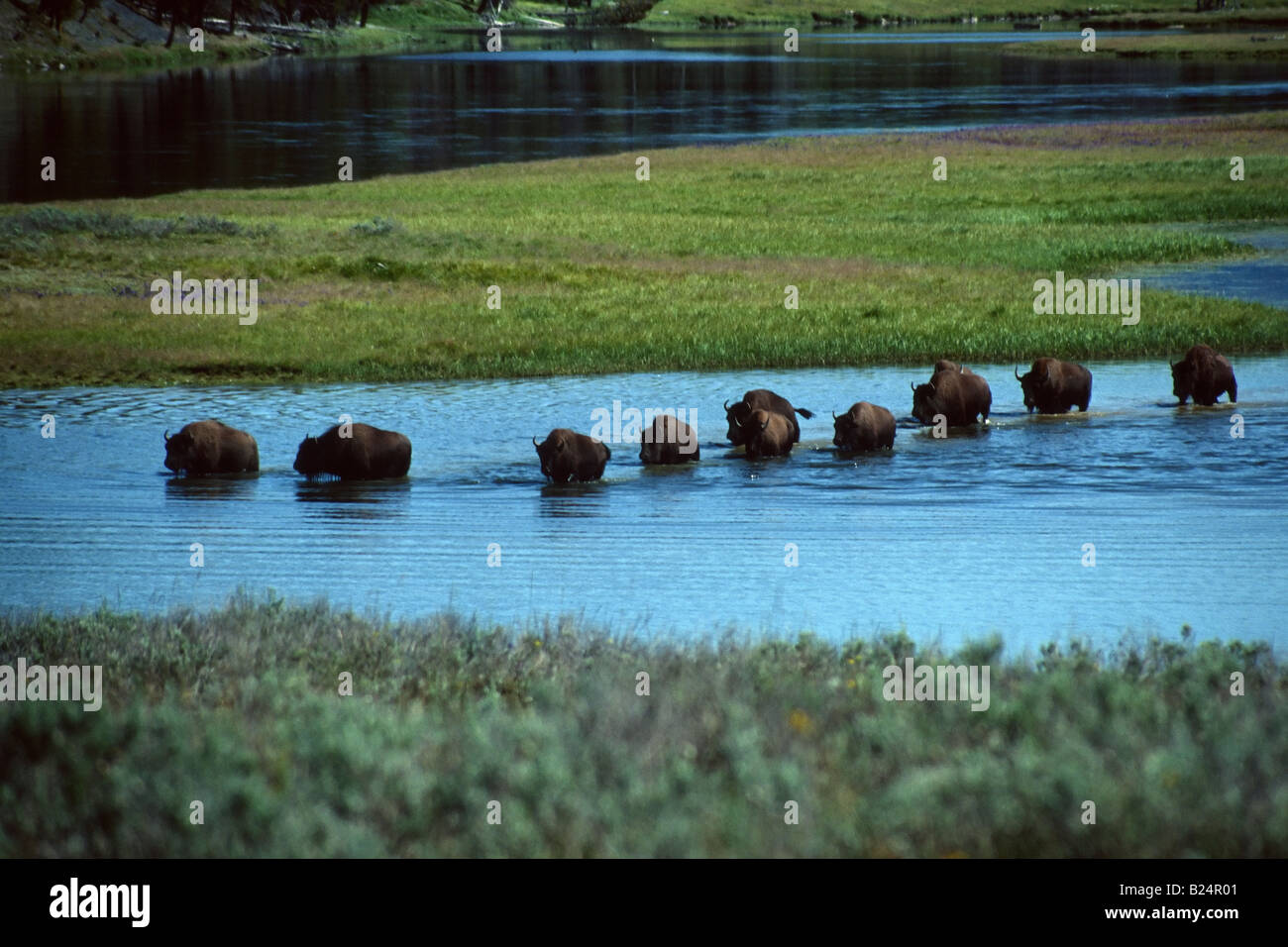 American bison yellowstone summer hi-res stock photography and images ...
