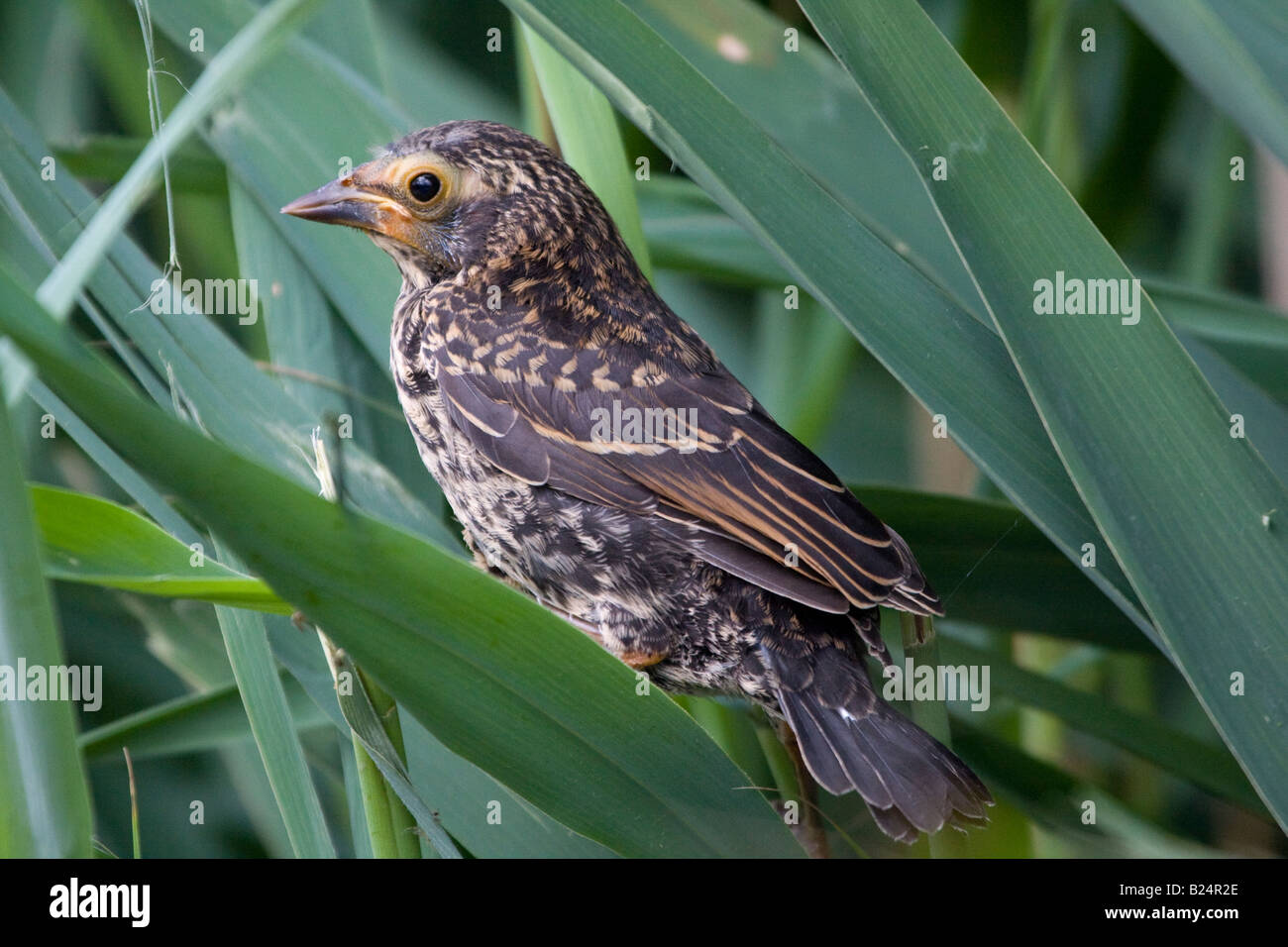 Red winged Blackbird fledgling Stock Photo - Alamy Red winged Blackbird fledgling Stock Photo - Alamy