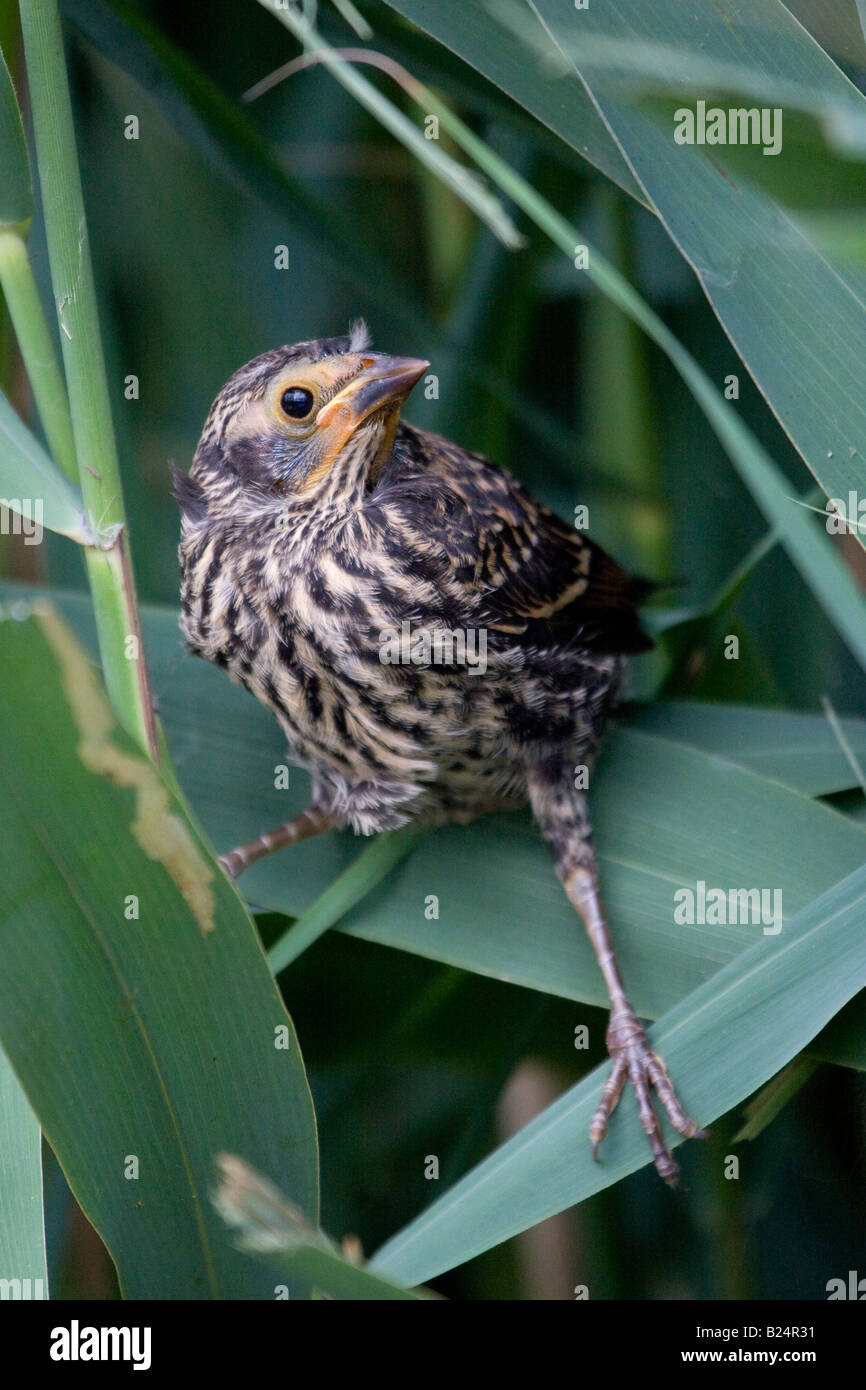 Red winged Blackbird fledgling Stock Photo - Alamy Red winged Blackbird fledgling Stock Photo - Alamy