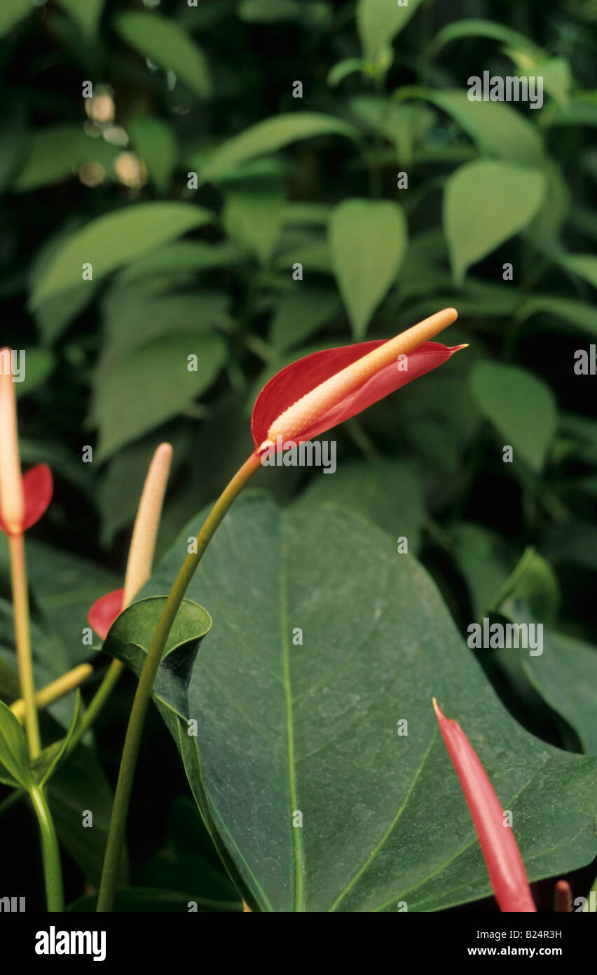 ANTERIUM FAMILY ARACAE Stock Photo - Alamy