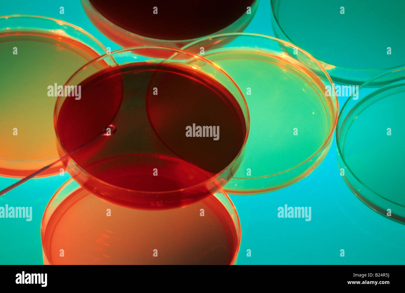 Petri dishes colorful media hi-res stock photography and images - Alamy