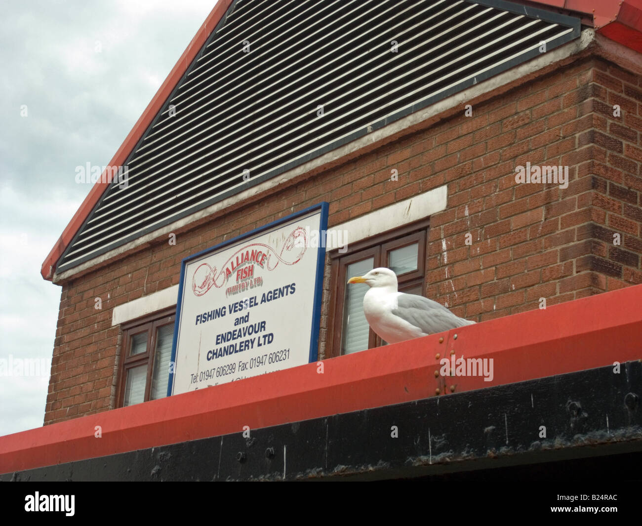 Whitby seagull hi-res stock photography and images - Alamy