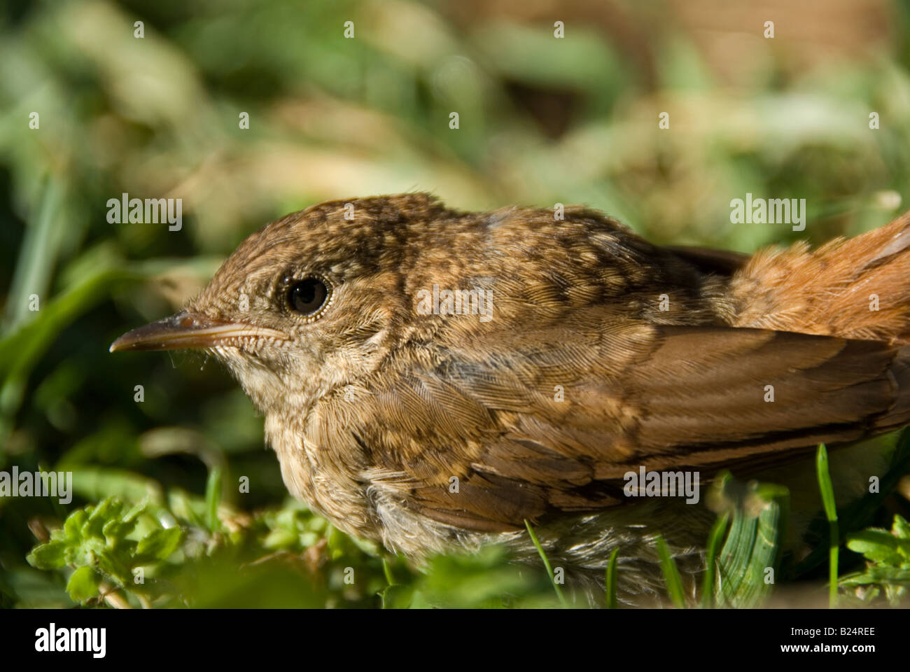 A young bird hi-res stock photography and images - Alamy