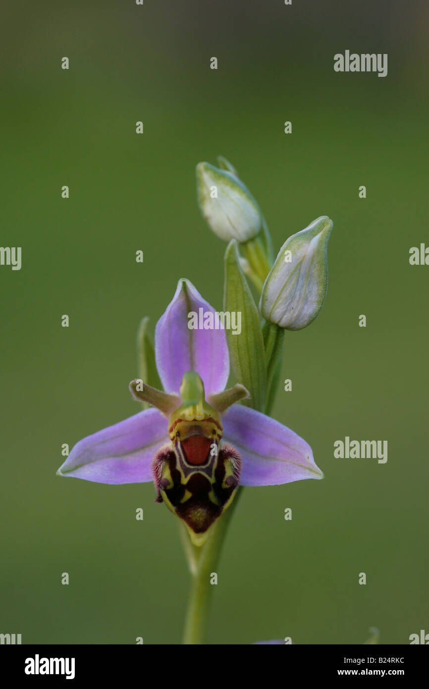 Bee Orchid Ophrys apifera Stock Photo - Alamy