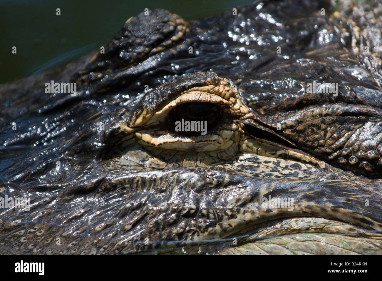 American alligator closeup hi-res stock photography and images - Alamy