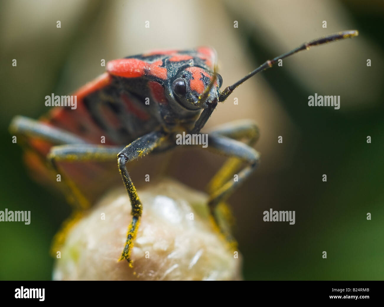 Capsid bug bud hi-res stock photography and images - Alamy