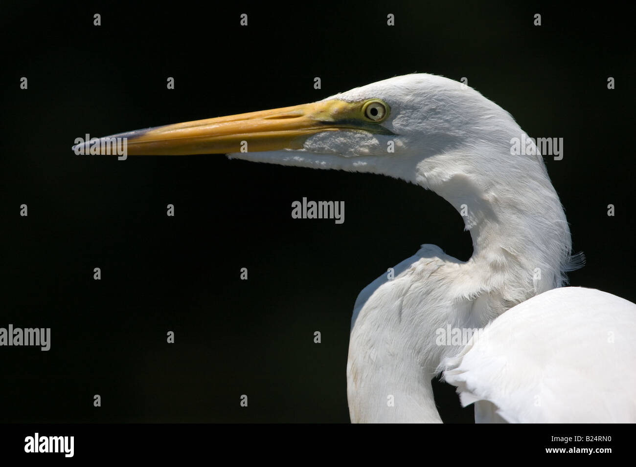 Great Egret closeup Stock Photo - Alamy