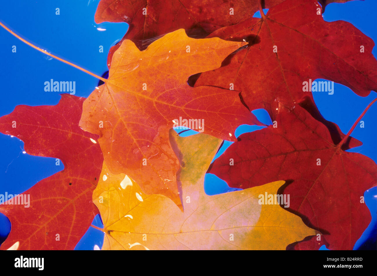 AUTUMN LEAVES CLOSE UP MAPLE LEAVES Stock Photo - Alamy