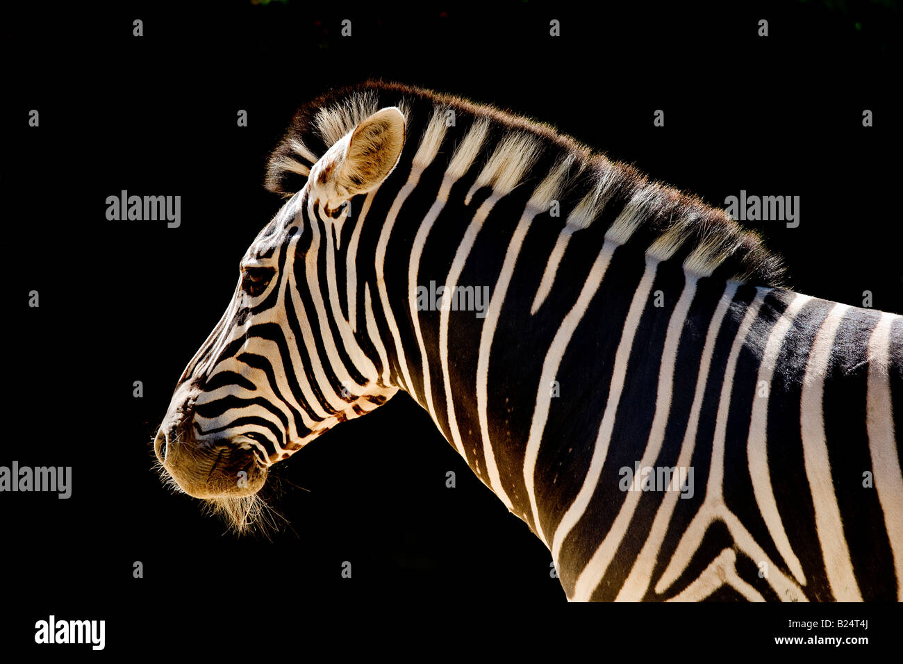 zebra in strong light isolated against black background Stock Photo - Alamy