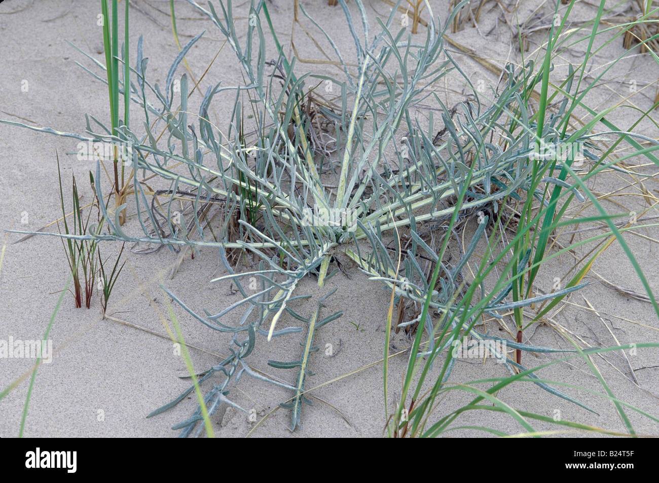 Pitcher's Thistle, Cirsium pitcheri Stock Photo - Alamy