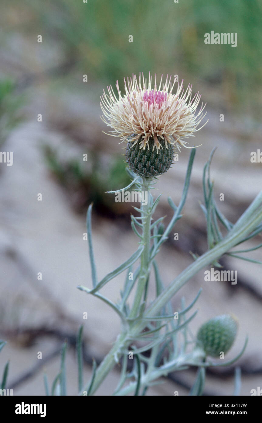 Pitcher's Thistle, Cirsium pitcheri Stock Photo - Alamy