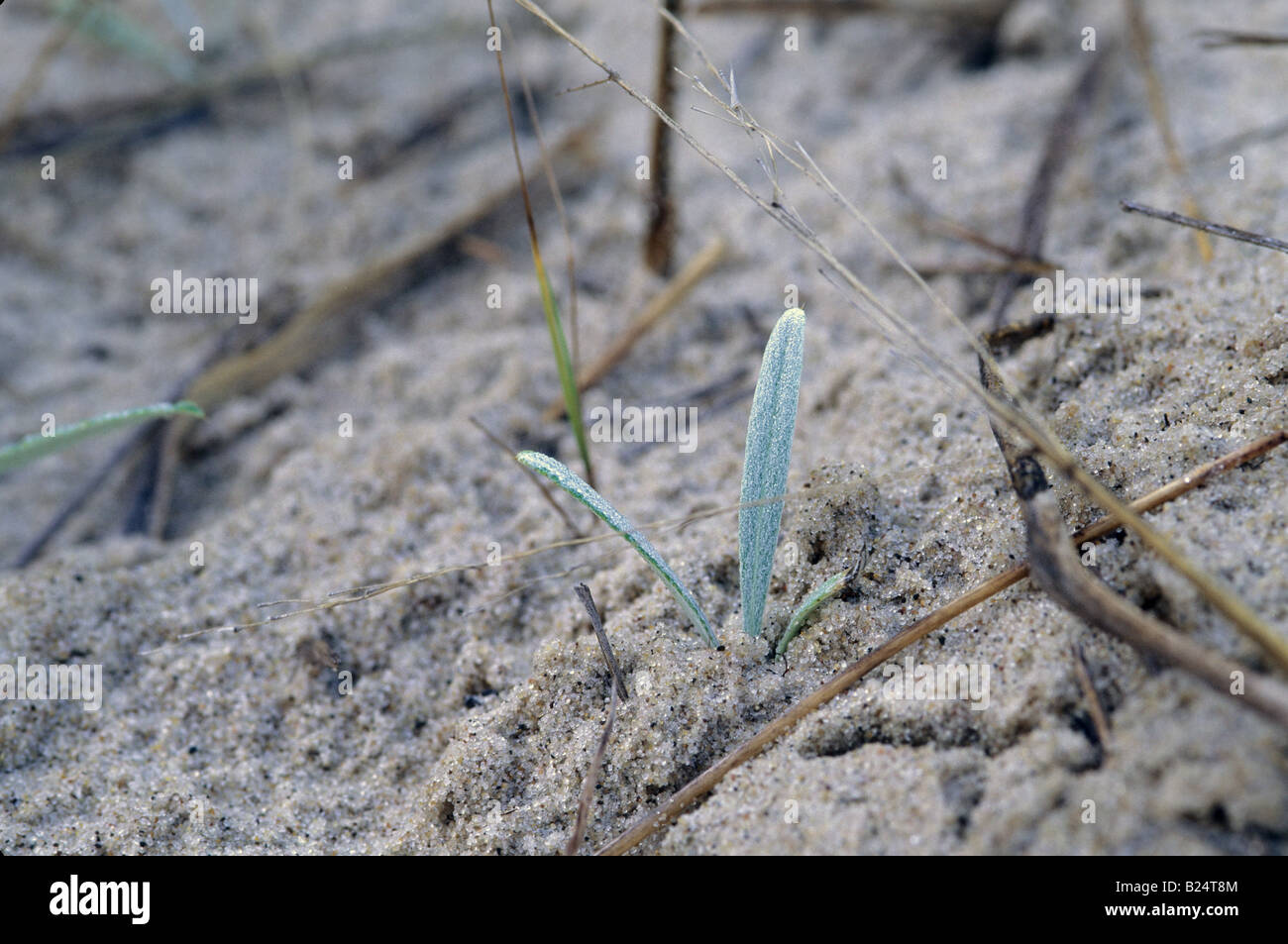 Seedling Pitcher's Thistle, Cirsium pitcheri Stock Photo - Alamy