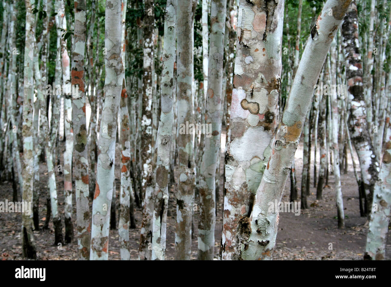 Rows of White Tree Bark Stock Photo - Alamy