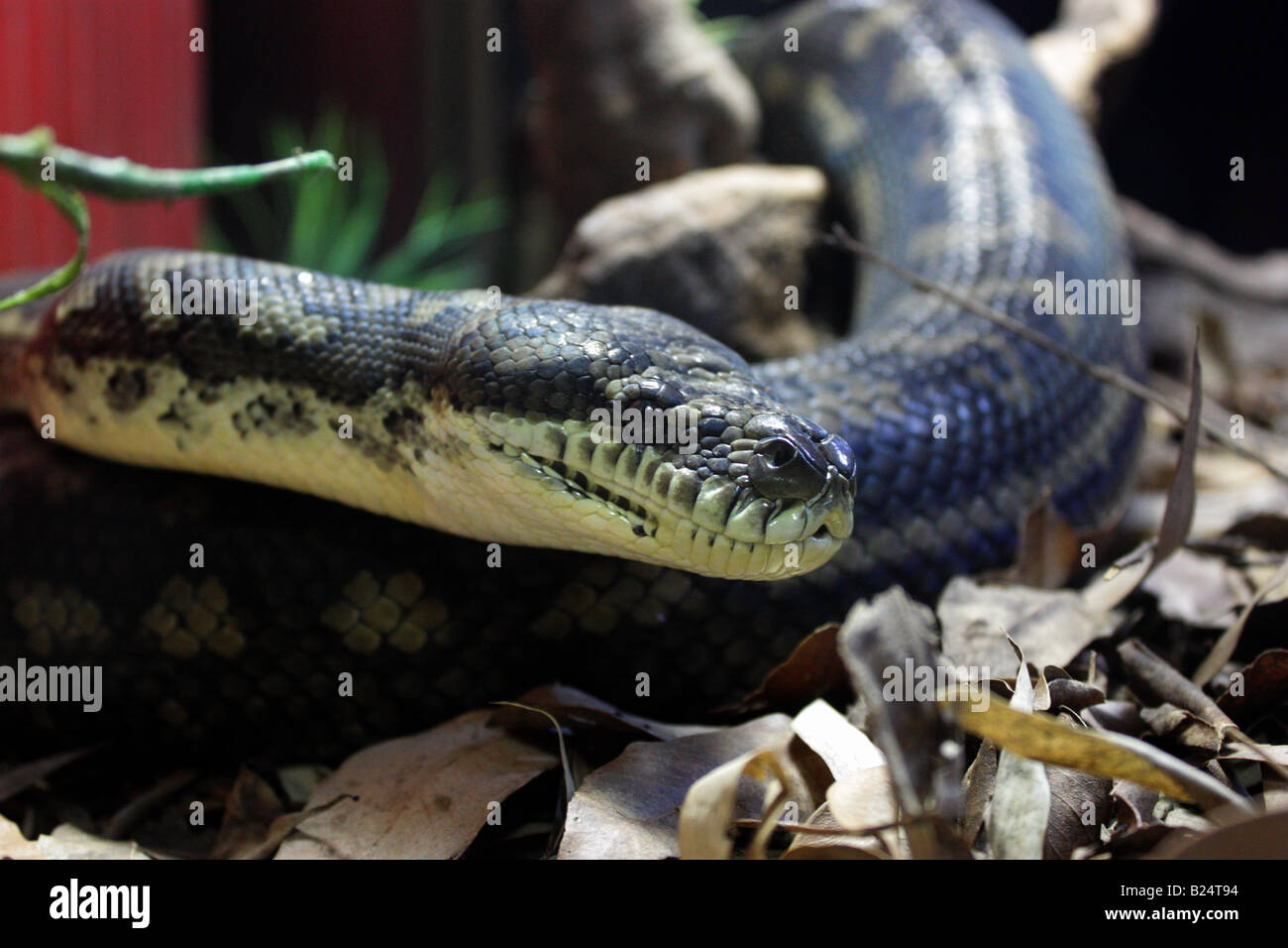 Morelia spilota variegata hi-res stock photography and images - Alamy
