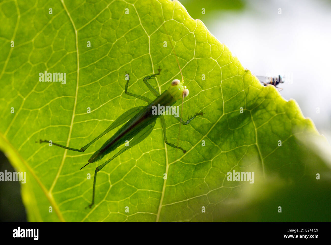 Cute katydid hi-res stock photography and images - Alamy