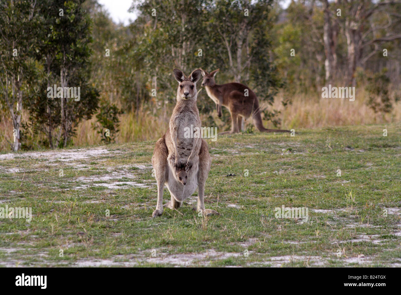 Two friendly kangaroos hi-res stock photography and images - Alamy