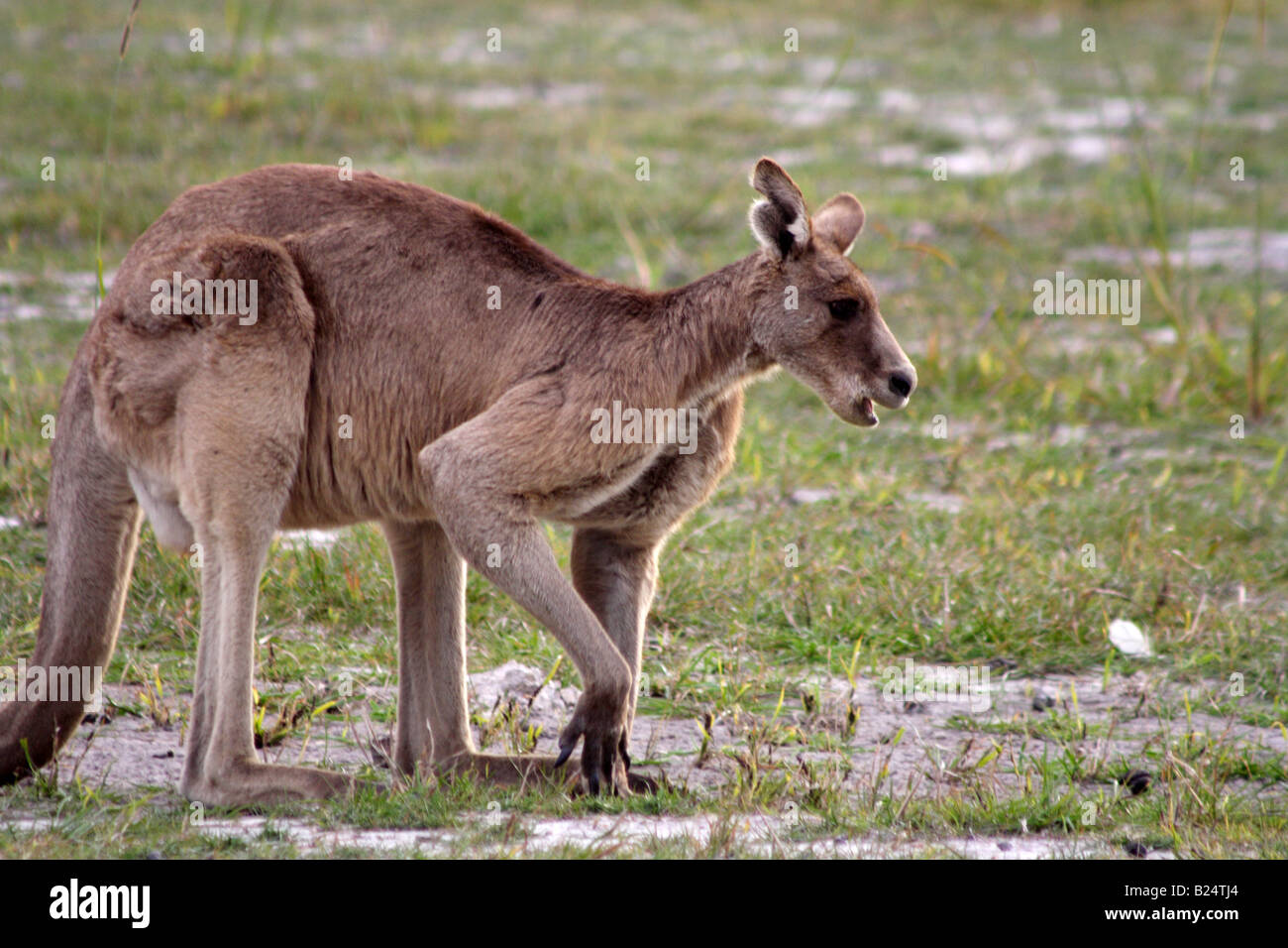 GREY KANGAROO CROUCHING OVER HORIZONTAL BDA11207 Stock Photo - Alamy
