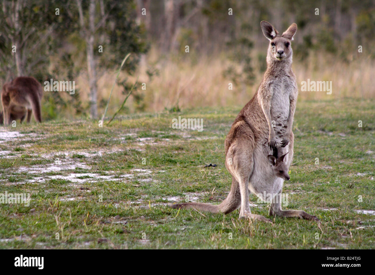 BIG GREY KANGAROO HORIZONTAL BDA11208 Stock Photo - Alamy