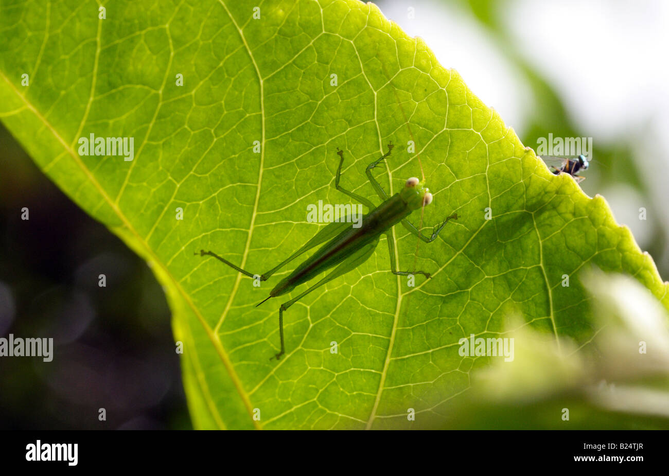 Predatory katydid hi-res stock photography and images - Alamy