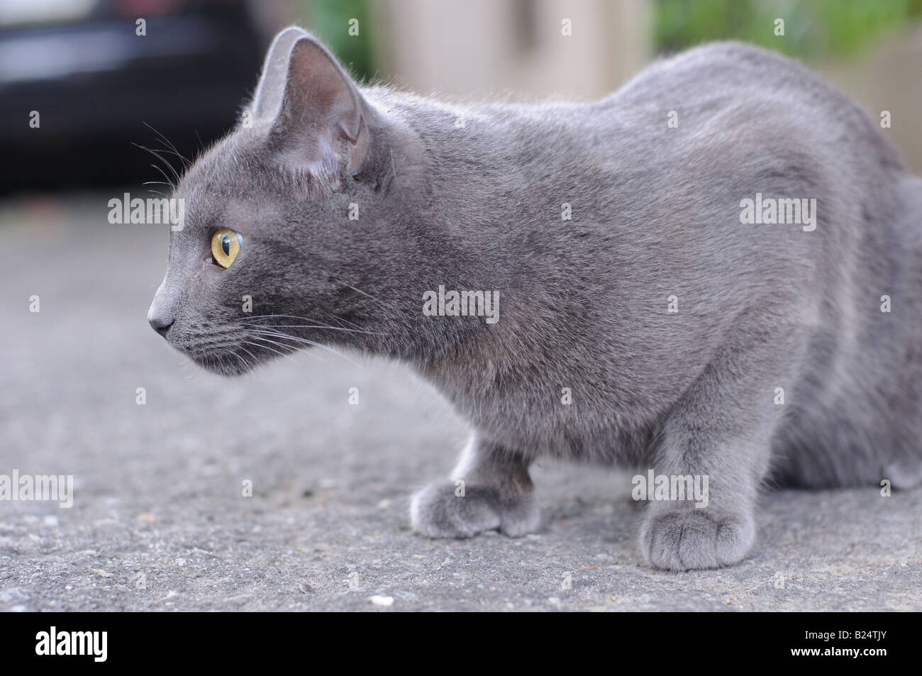 A grey cat on the prowl, crouching on a driveway as its spots something ...