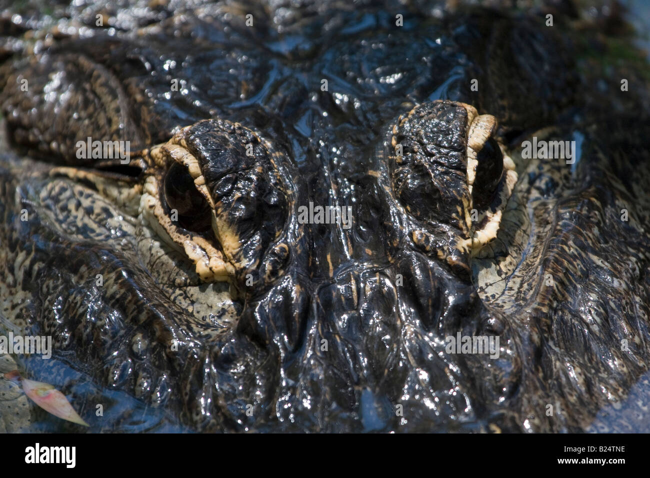 Alligator eyes hi-res stock photography and images - Alamy