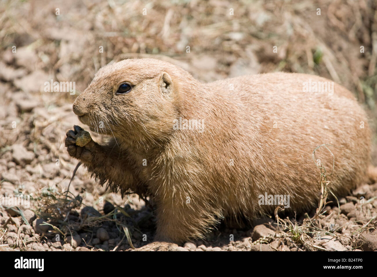 Prairie Dog eating Stock Photo - Alamy