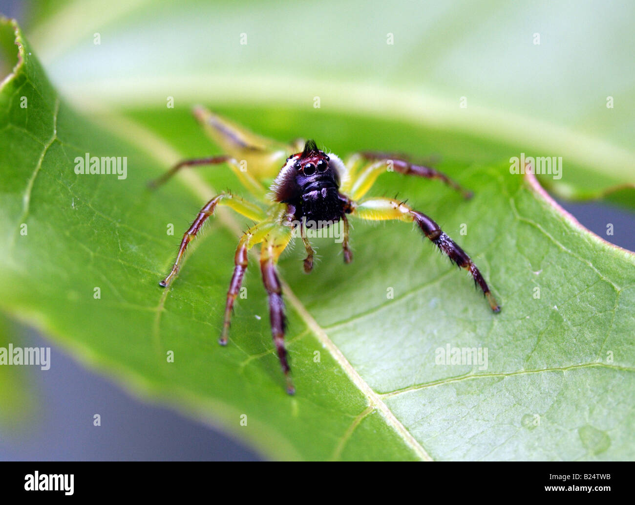 GREEN JUMPING SPIDER ON A LEAF FRONT VIEW MACRO BDA Stock Photo - Alamy