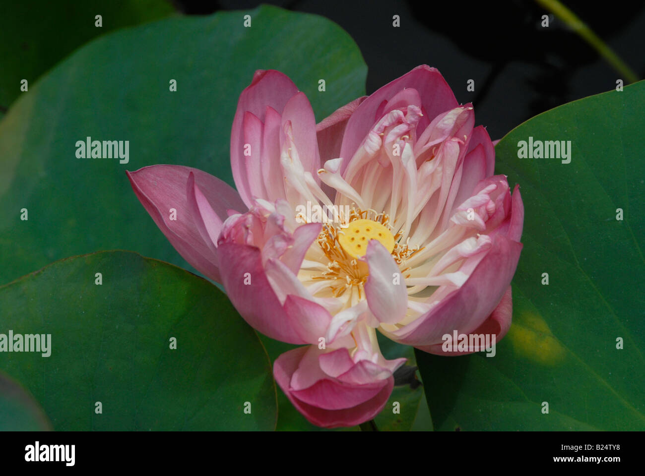 Lotus Flower High Resolution Stock Photography and Images - Alamy