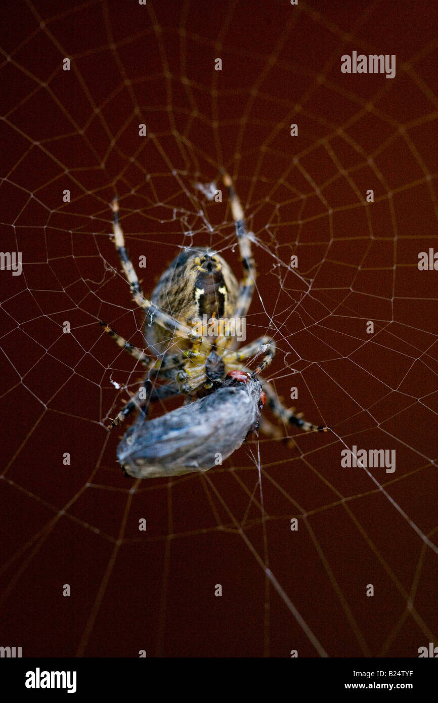 spider with its prey wrapped in its web Stock Photo - Alamy