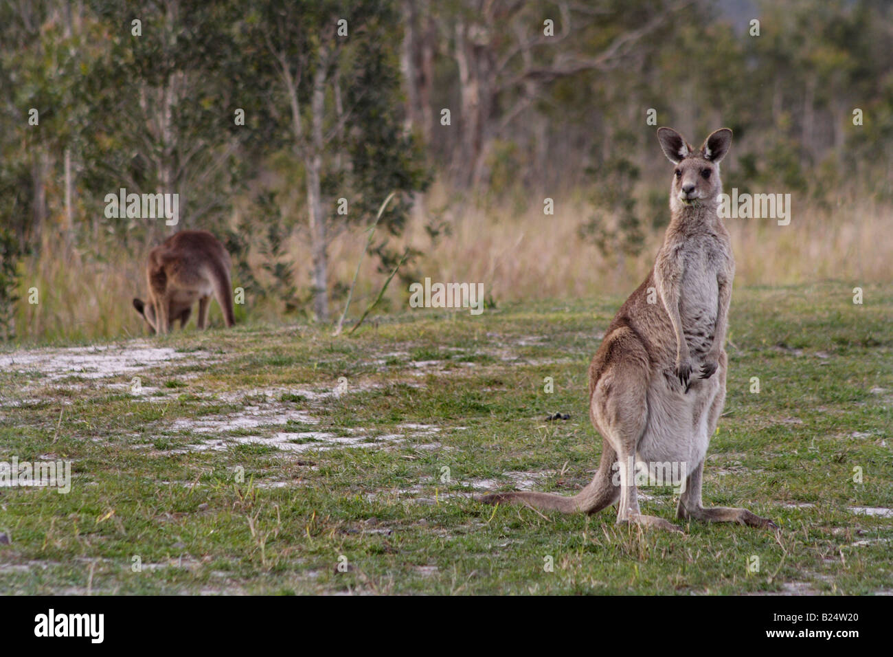 Two friendly kangaroos hi-res stock photography and images - Alamy