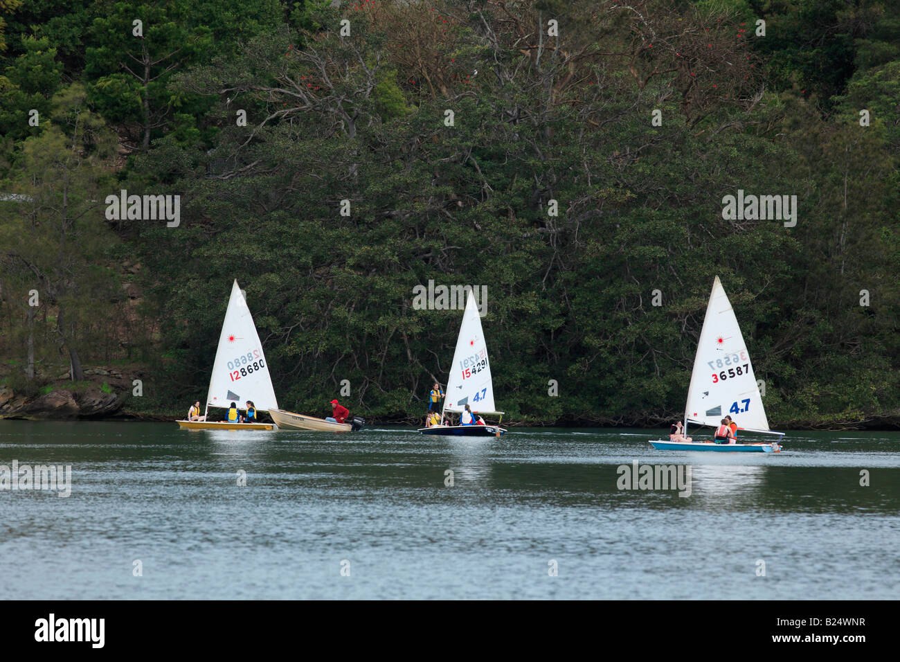 Students learn to Sail Sydney New South Wales Australia Stock Photo - Alamy