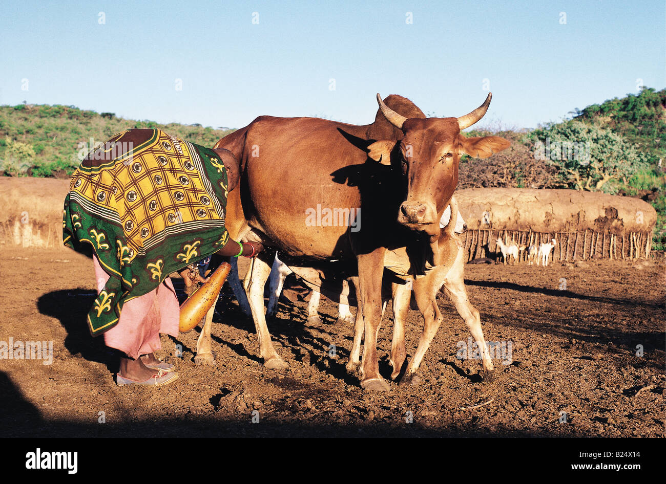 Maasai woman milking her cow into a natural gourd in southern Kenya ...