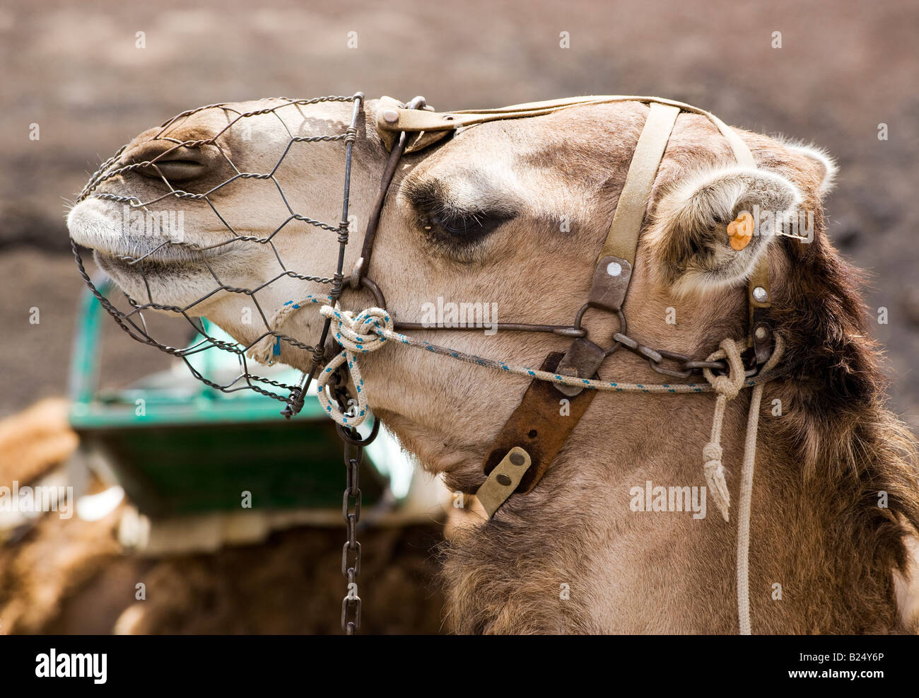 portrait of riding camel with harness at Timanfaya National Park ...