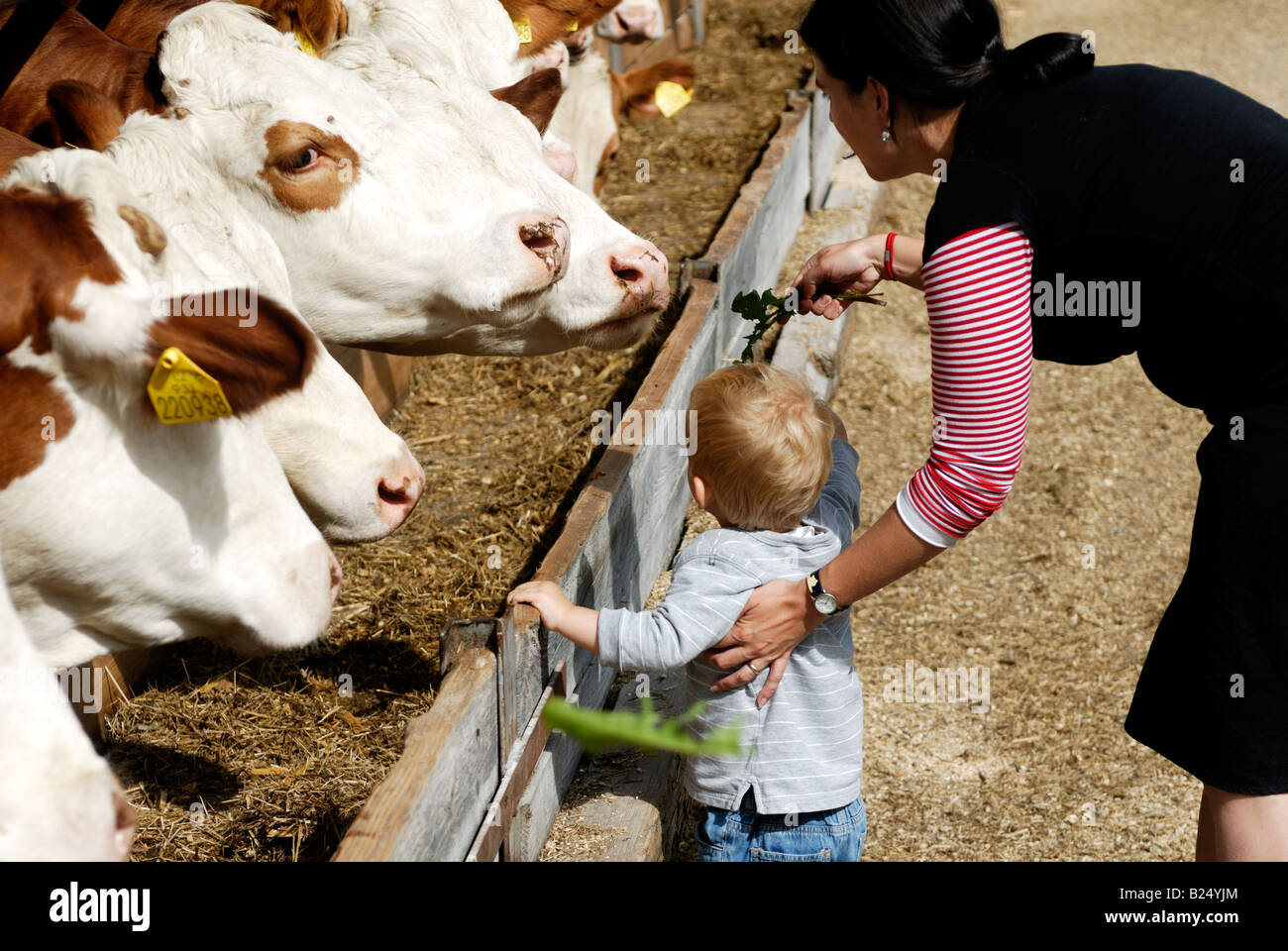 Baby blond boy two years feeding cow with mother Stock Photo - Alamy