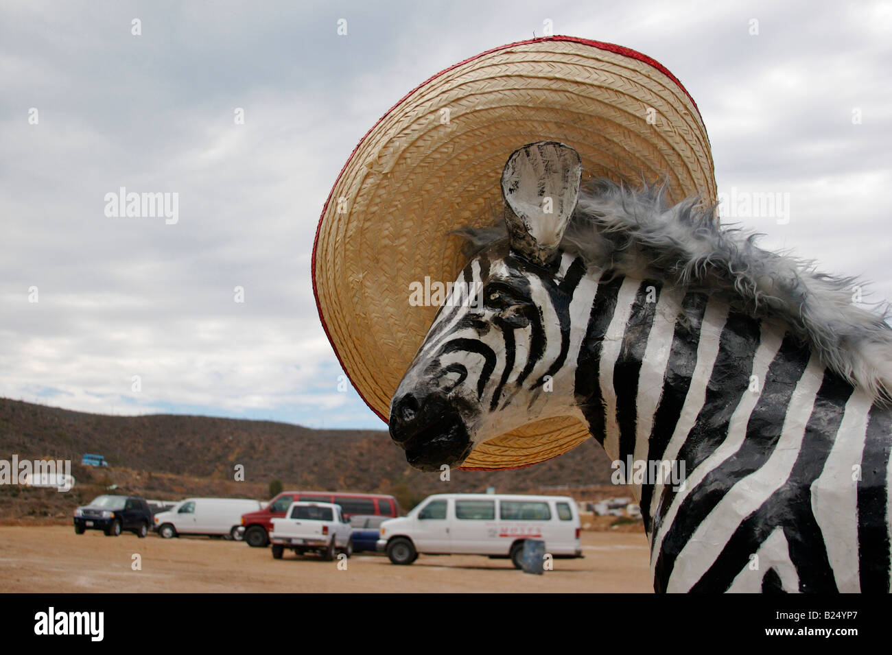 A zebra with a hat in a parking lot of La ensenada in Mexico Stock ...