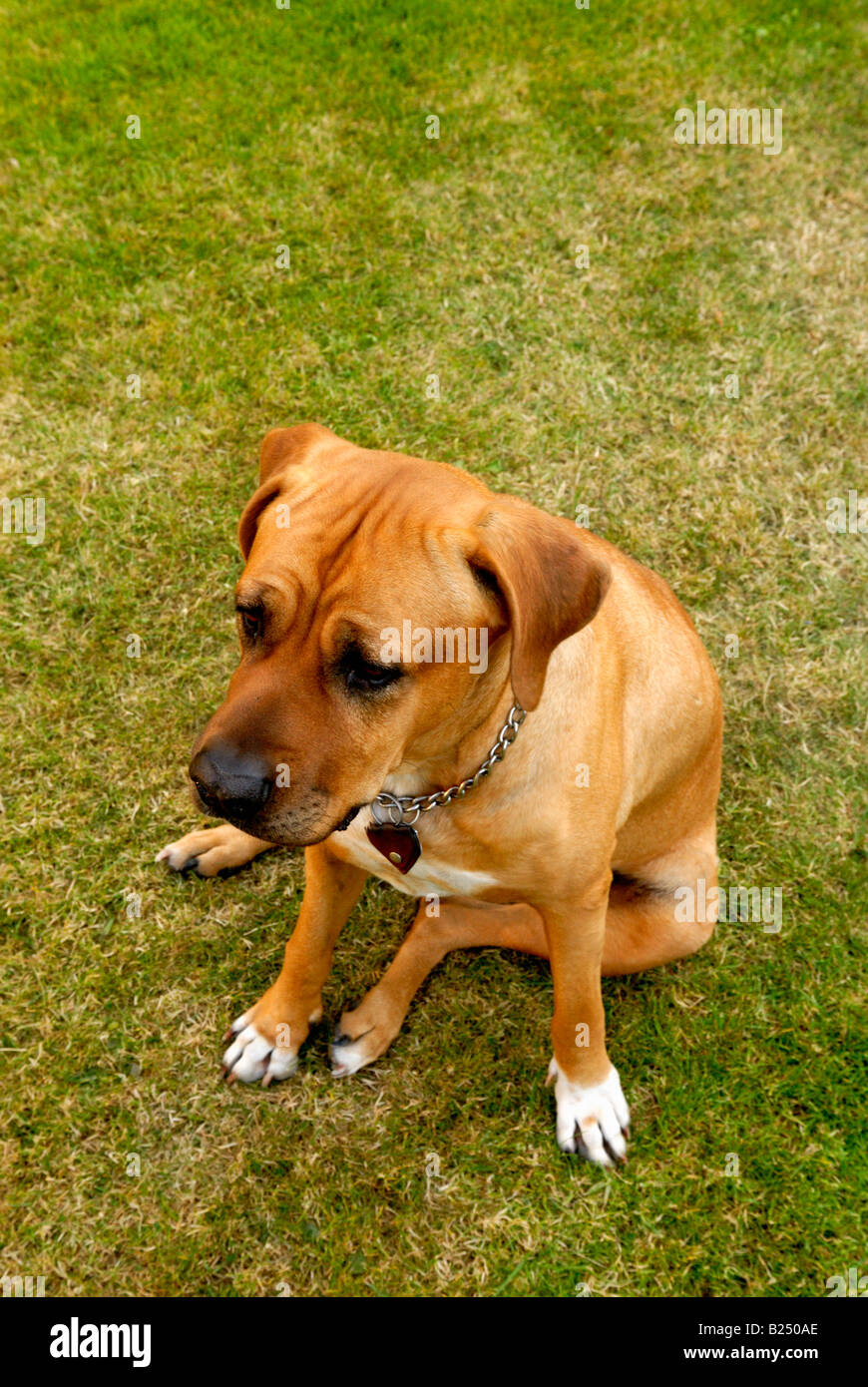 Japan sumo dog Tosa Inu Stock Photo - Alamy