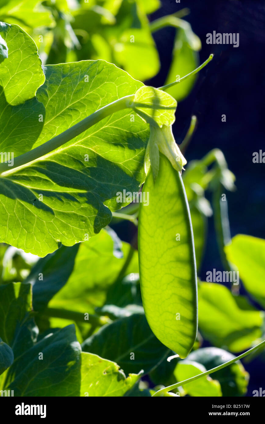Pea pod plant hi-res stock photography and images - Alamy