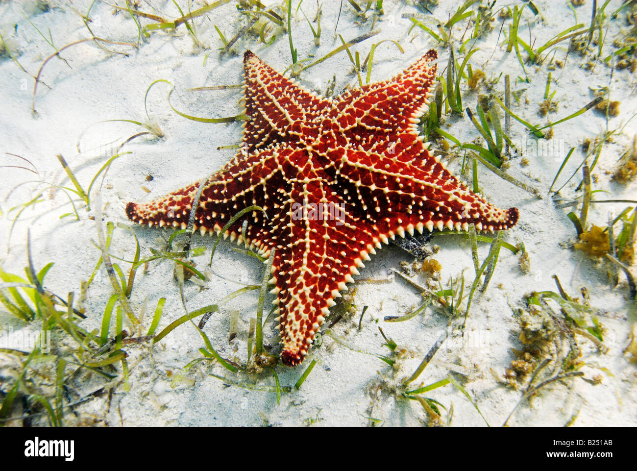 Closeup Bahamas Cushion Star Oreaster reticulatus underwater on sandy ...