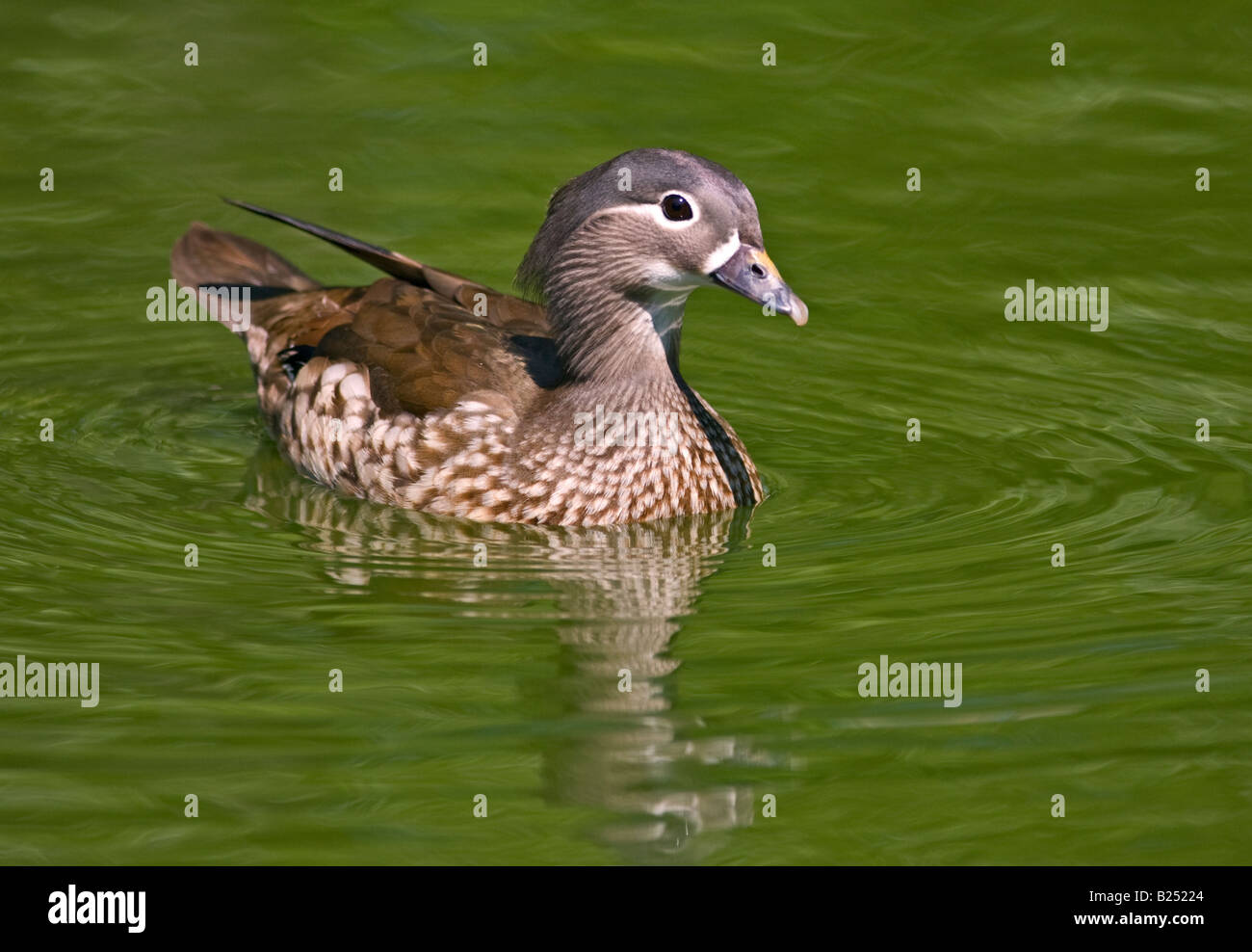 Female Mandarin Duck (aix galericulata Stock Photo - Alamy