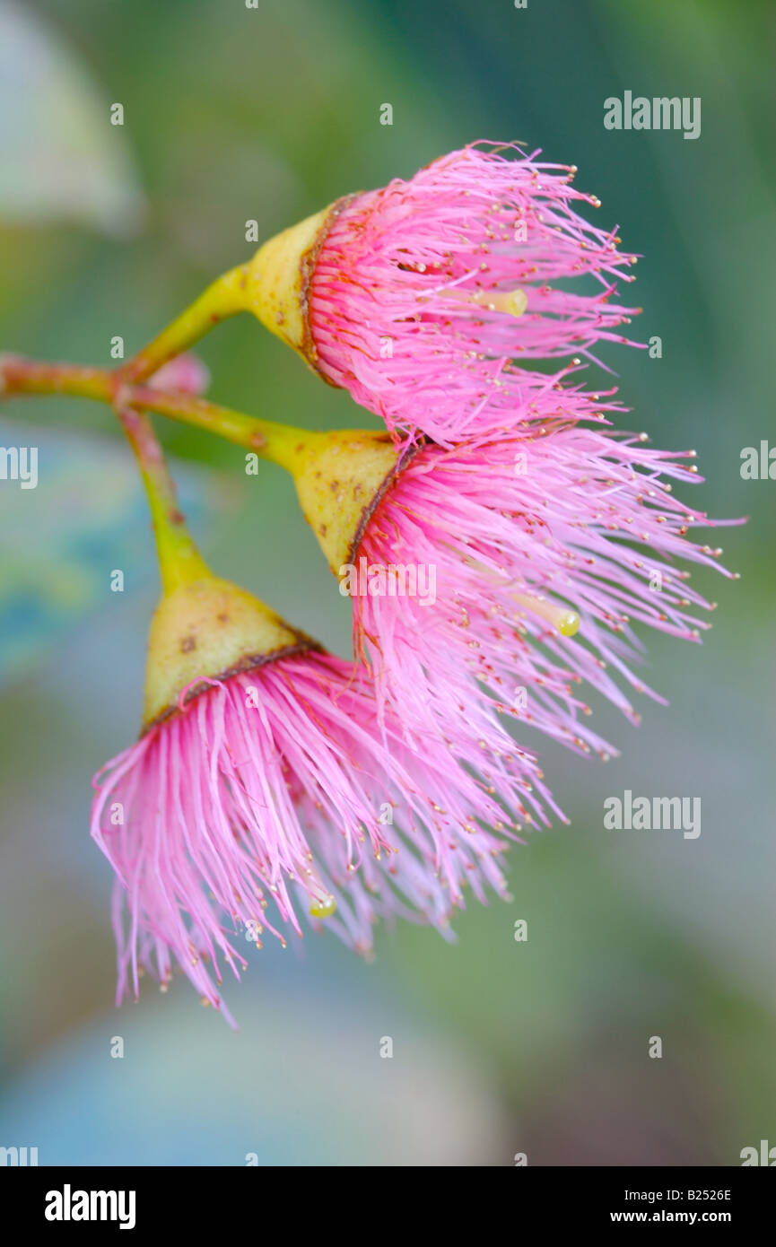 White ironbark flowers hi-res stock photography and images - Alamy