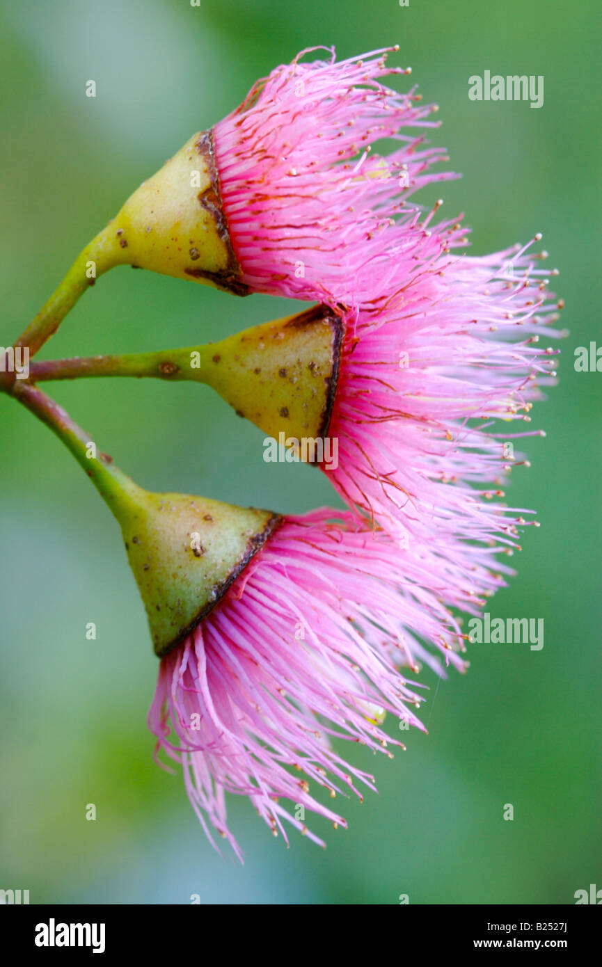 White ironbark flowers hi-res stock photography and images - Alamy
