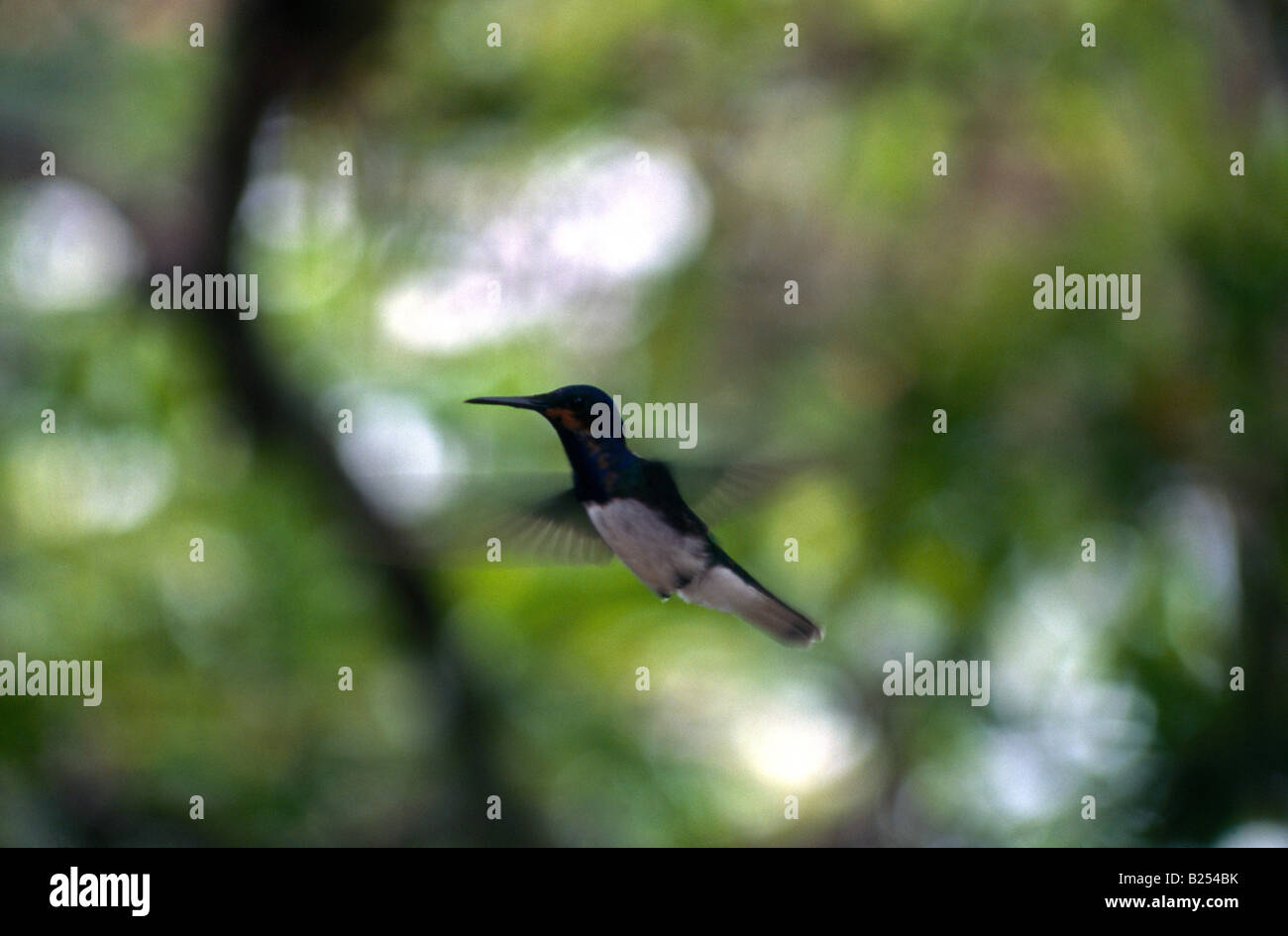 Hummingbird In Flight Trinidad Stock Photo - Alamy
